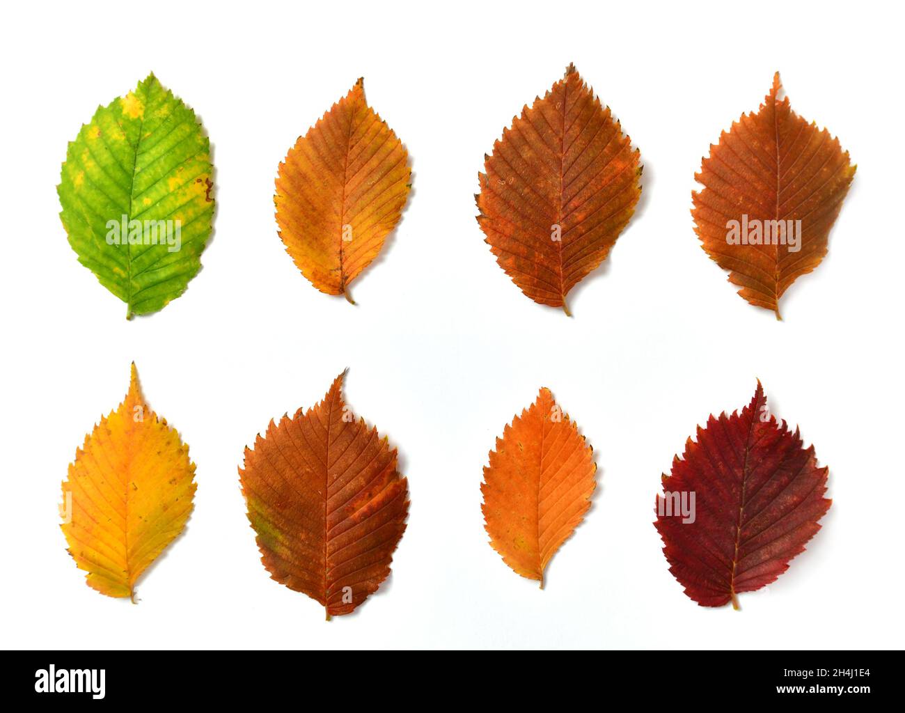 Autumn elm leaves on white background Stock Photo - Alamy