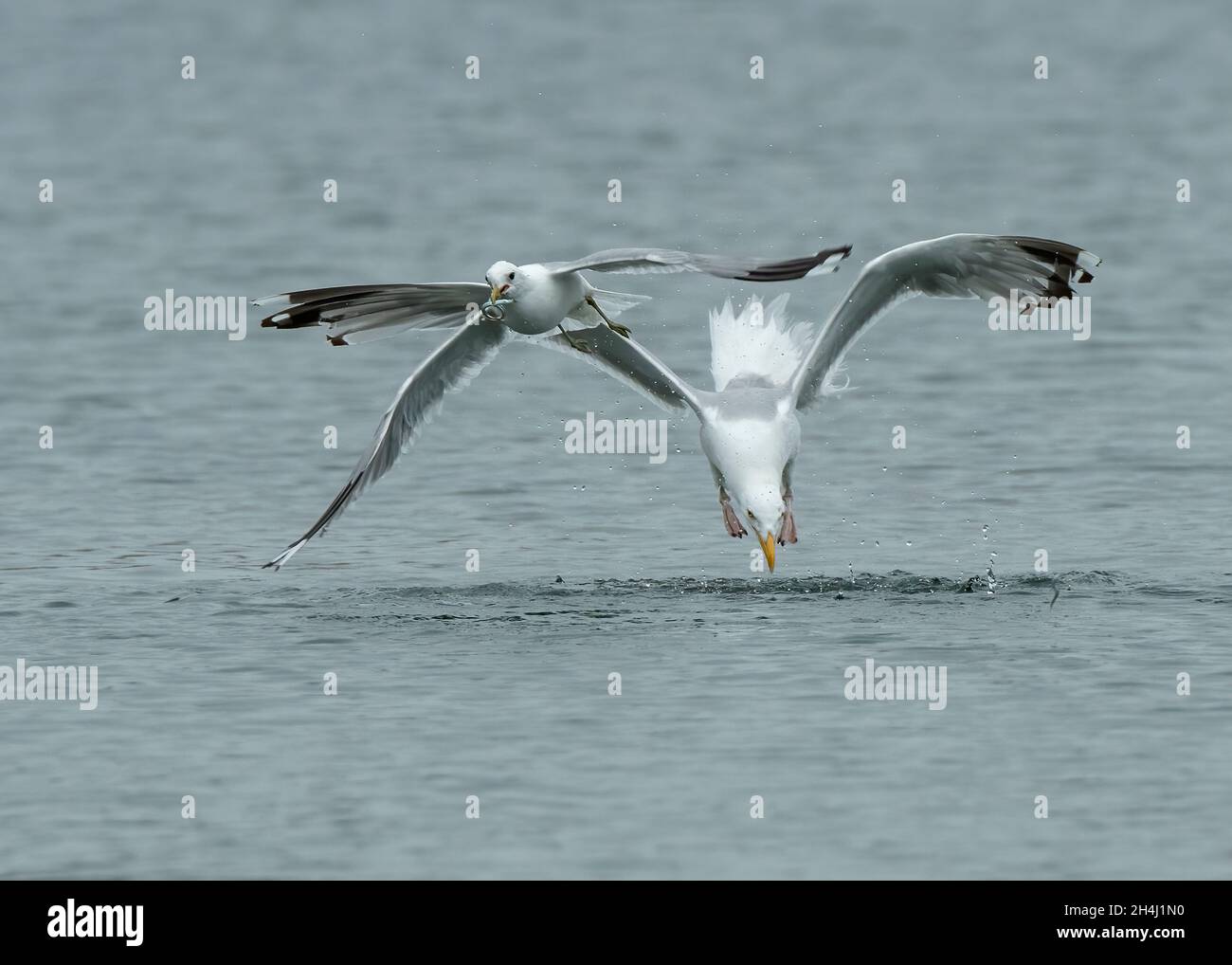 Gulls feeding on fish bonanza, Hillswick, Shetland Stock Photo - Alamy