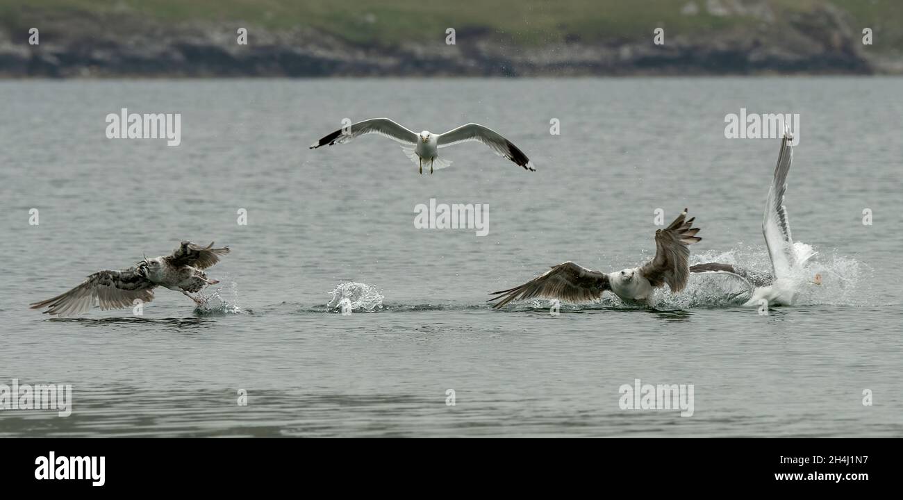 Gulls feeding on fish bonanza, Hillswick, Shetland Stock Photo - Alamy