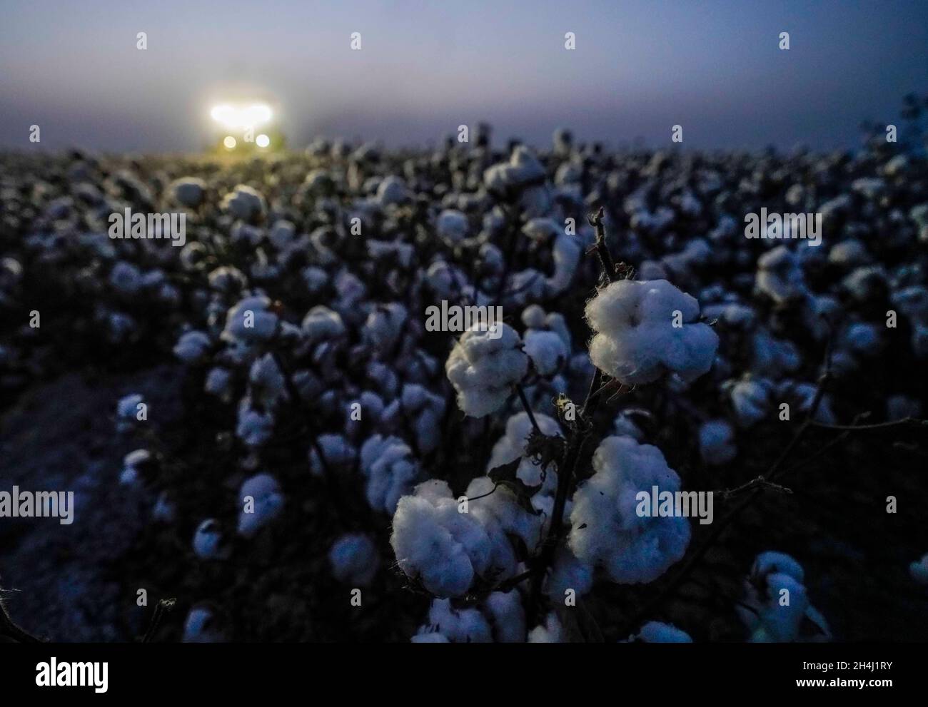 Yuli, China's Xinjiang Uygur Autonomous Region. 24th Oct, 2021. A ...