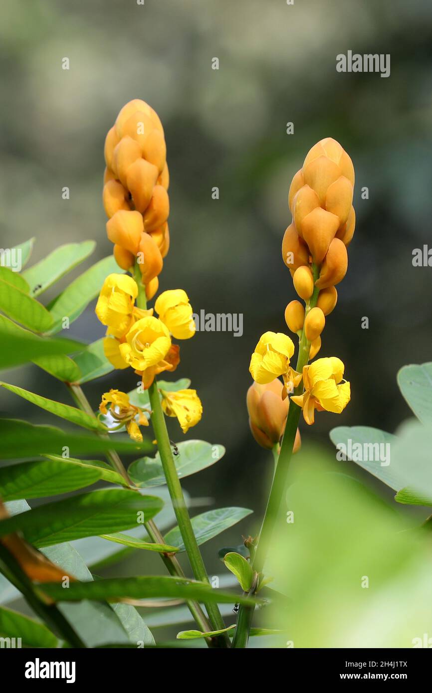 Caesalpinia Sappan Flower at Dhaka Stock Photo - Alamy