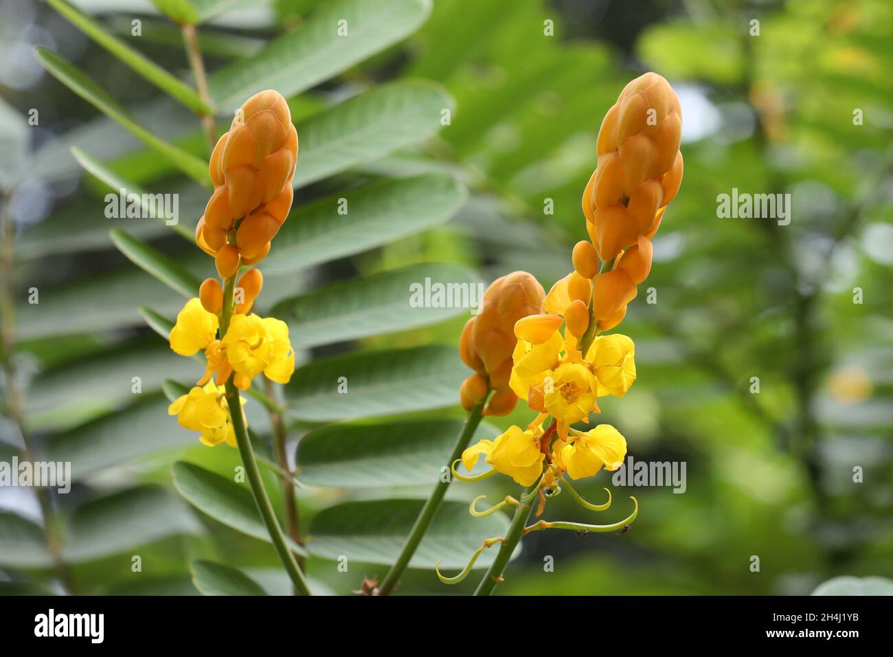 Caesalpinia sappan hi-res stock photography and images - Alamy
