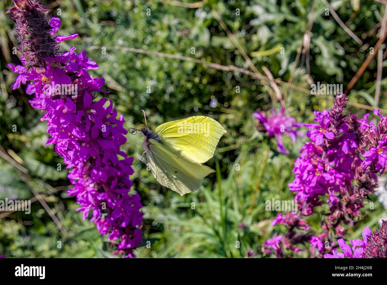 Common brimstone (Gonepteryx rhamni) in flight Stock Photo - Alamy