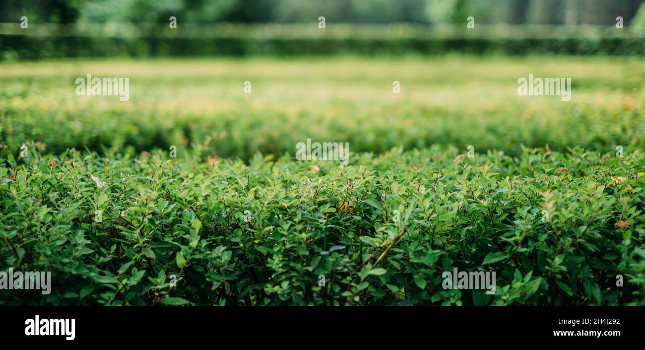 Green shrub lush grass hi-res stock photography and images - Alamy