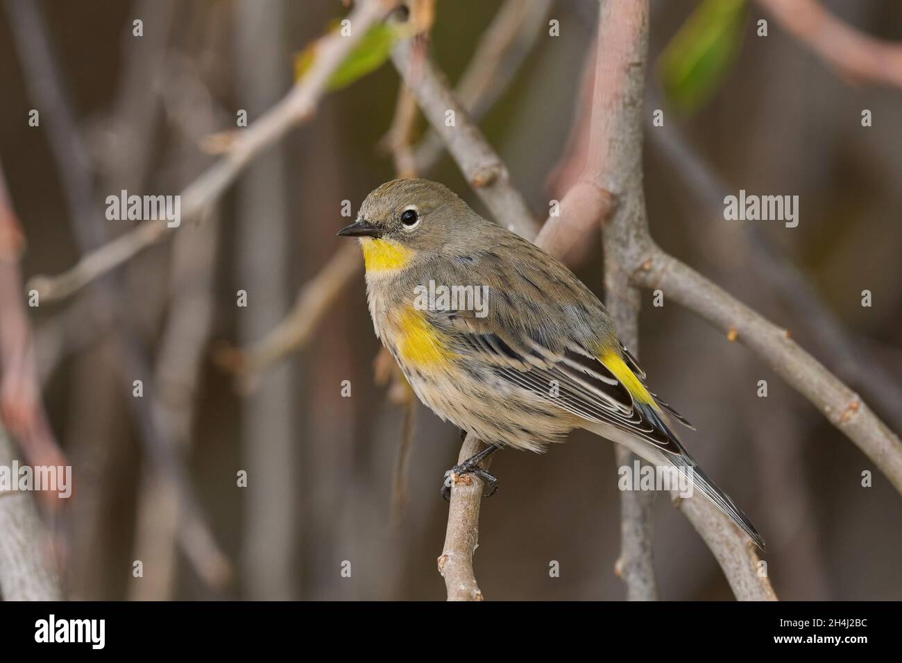 Yellow-rumped Warbler (Setophaga coronata auduboni), winter plumage ...