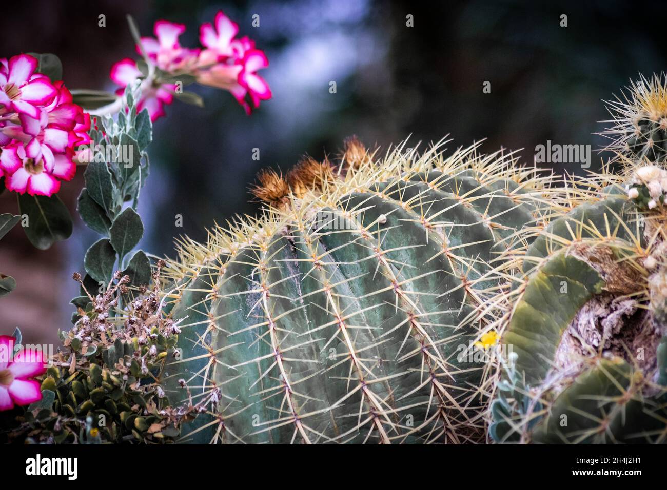 Green Cactus plant surrounded by plants in botanical garden in kibbutz ...