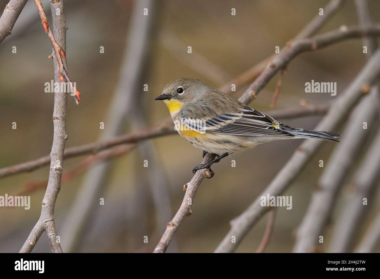 Yellow-rumped Warbler (Setophaga coronata auduboni), winter plumage ...