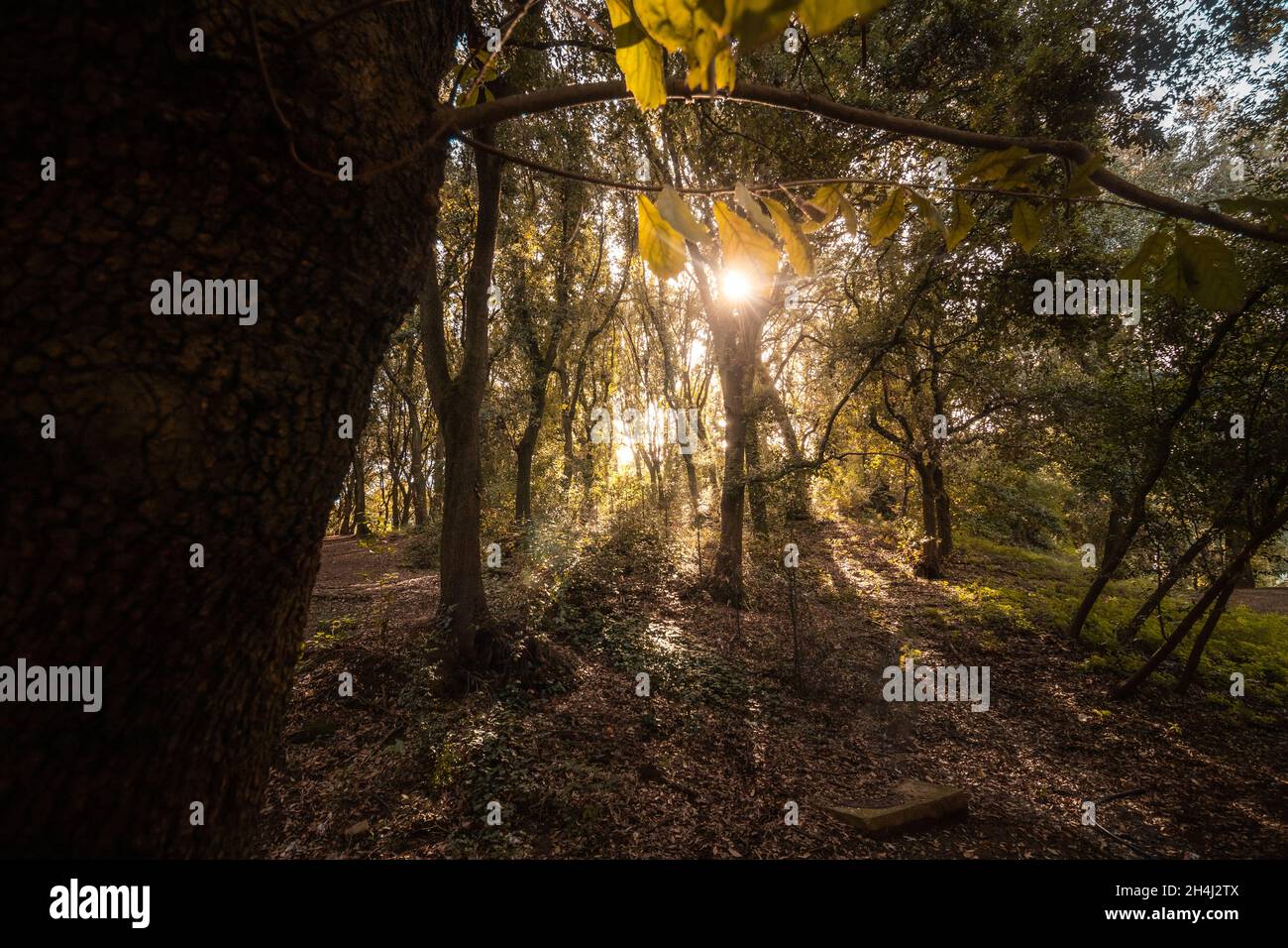 Sun rays penetrate through the forest trees. Monte Mario, Rome, Italy ...