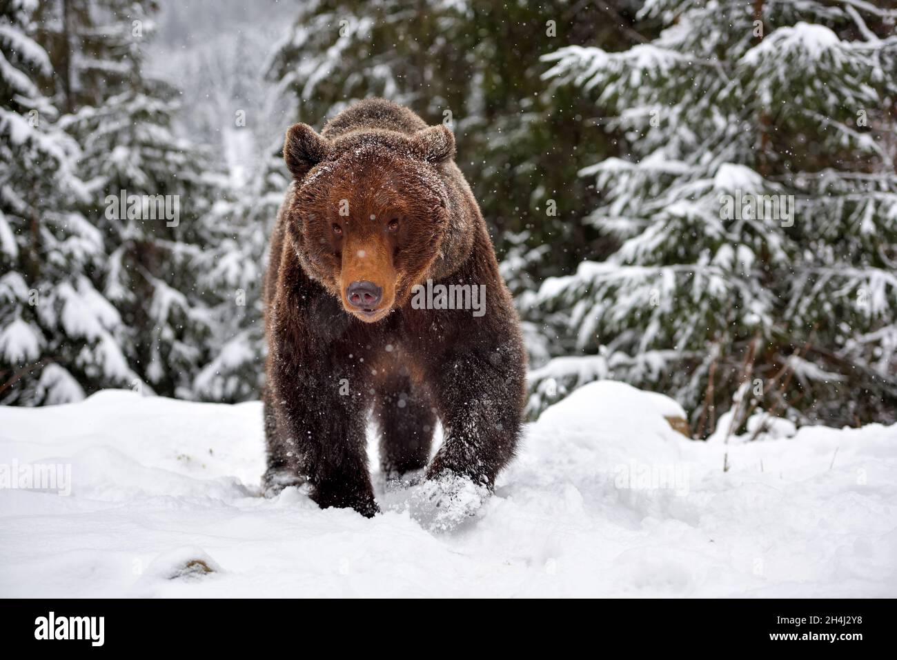 Brown bear snow hi-res stock photography and images - Alamy