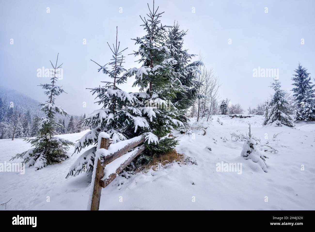 Beautiful idyllic landscape with evergreen tree forest covered in snow ...