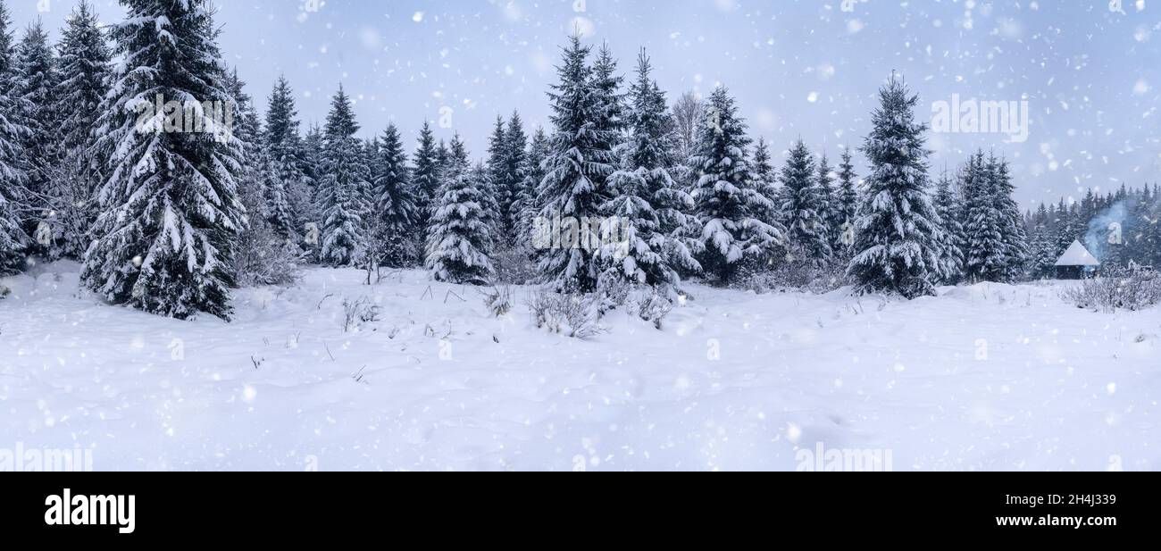 Beautiful idyllic landscape with evergreen tree forest covered in snow ...