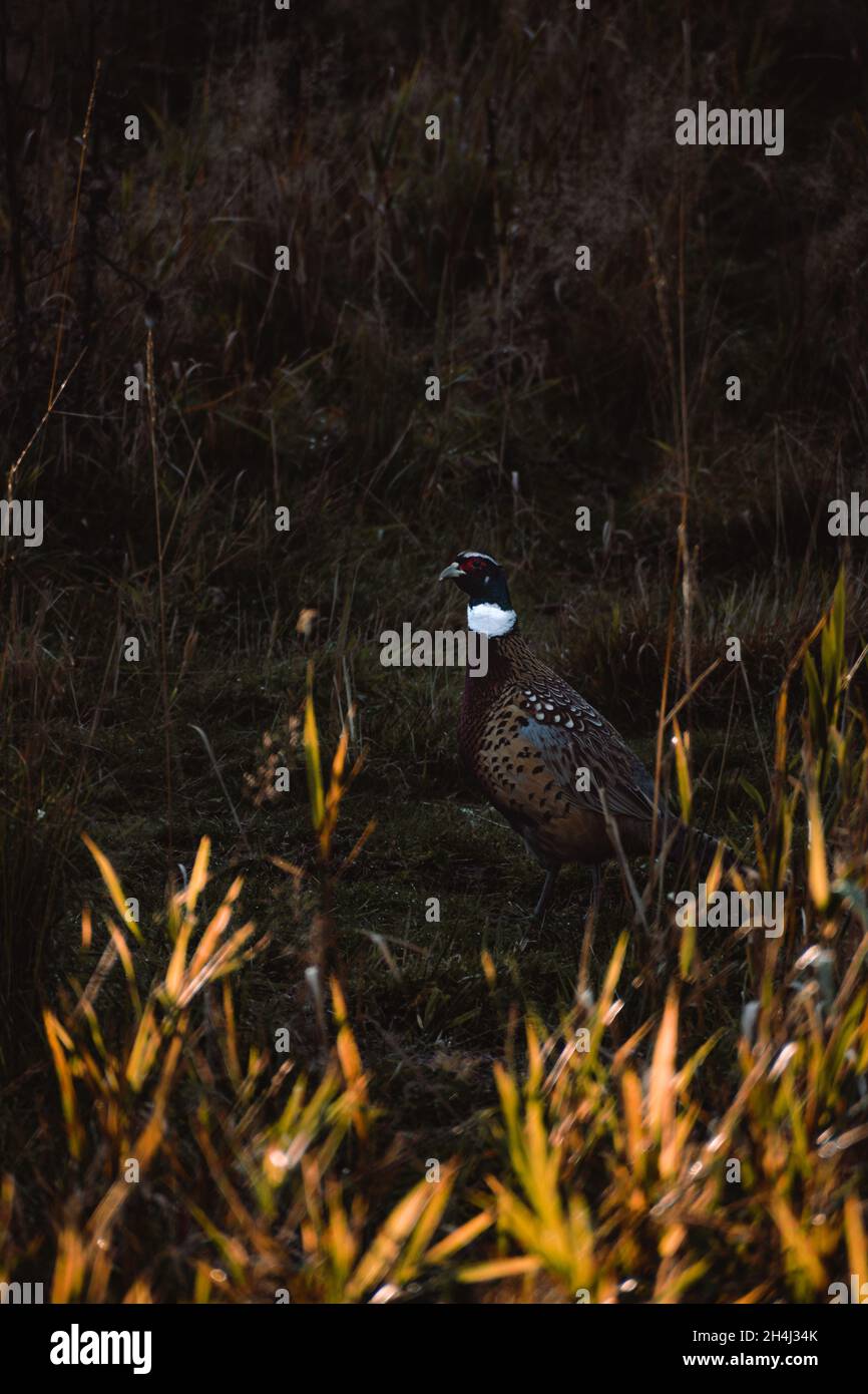Pheasant claws hi-res stock photography and images - Alamy
