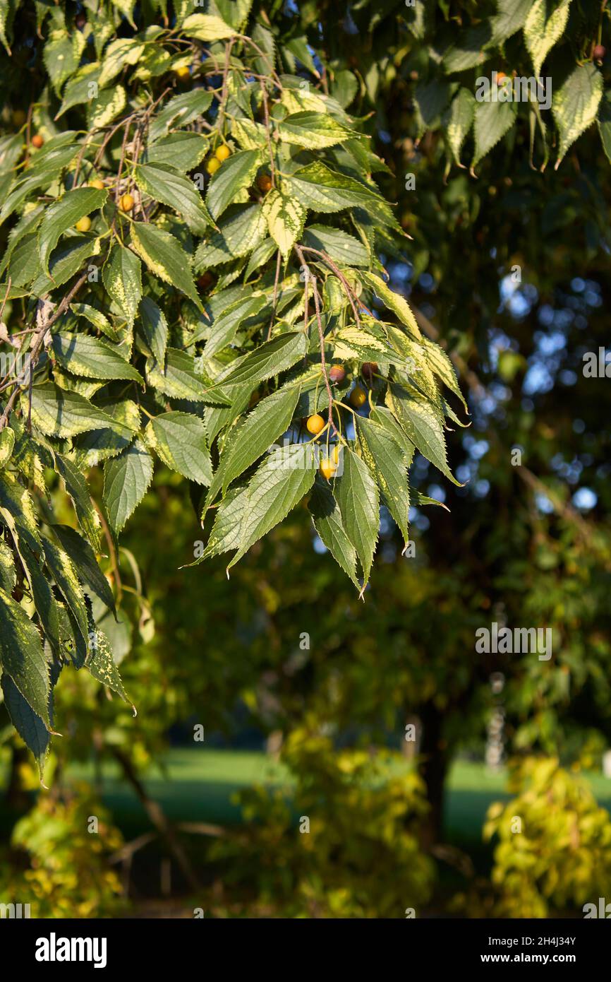Celtis australis tree in Autumn Stock Photo - Alamy