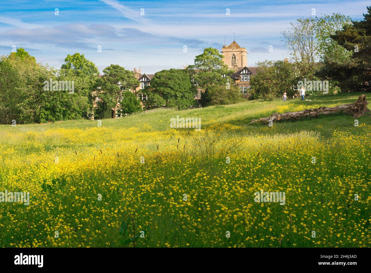 Wild flower meadow, view in summer of the wild flower meadow in the ...