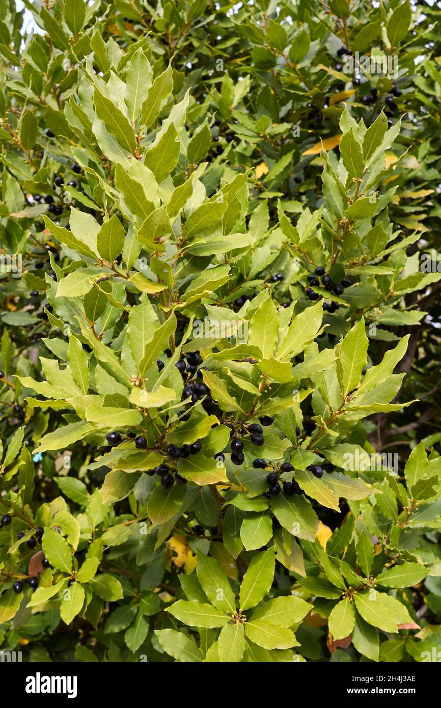 Laurel tree branch close up hi-res stock photography and images - Alamy