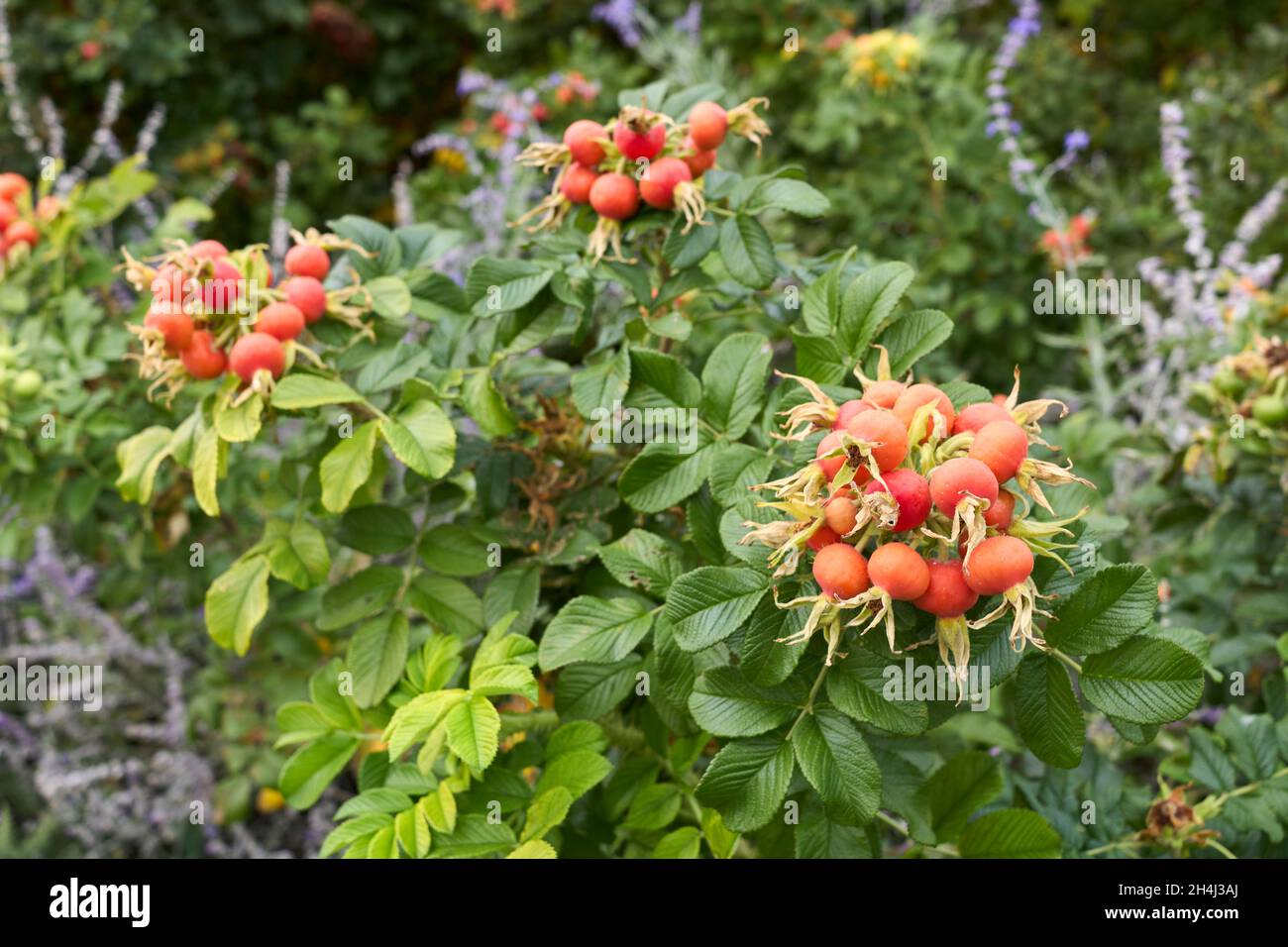 Rosa rugosa red fresh hi-res stock photography and images - Alamy