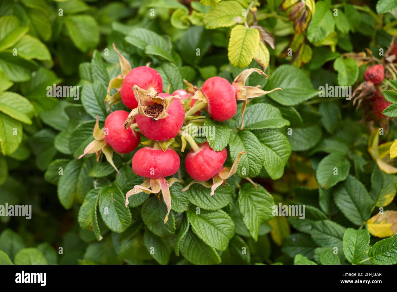 Rosa rugosa red fresh hi-res stock photography and images - Alamy