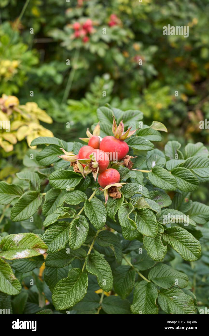 Rosa rugosa red fresh hi-res stock photography and images - Alamy