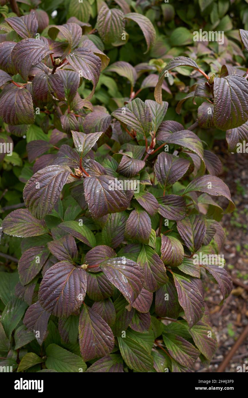 Viburnum fragrans hi-res stock photography and images - Alamy