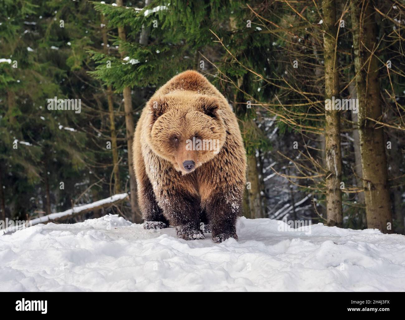 Brown bear snow hi-res stock photography and images - Alamy