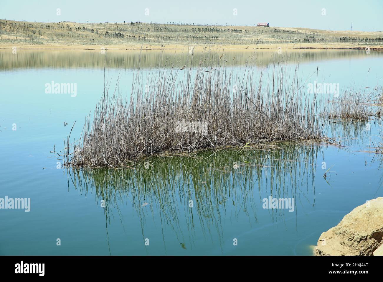 Wild reed in a swamp . The blue mirror surface of the lake's water ...