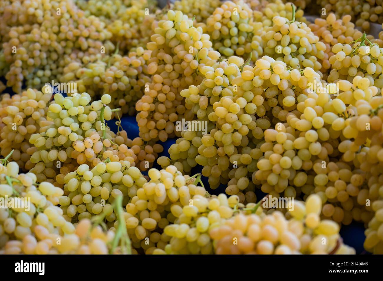 Grapevine in a greenhouse hi-res stock photography and images - Alamy