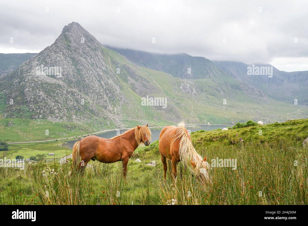 Wild Carneddau pony roaming freely over rocky terrain in Snowdonia ...
