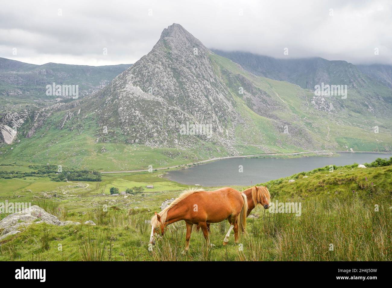 Wild Carneddau ponies roaming freely over rocky terrain in Snowdonia ...