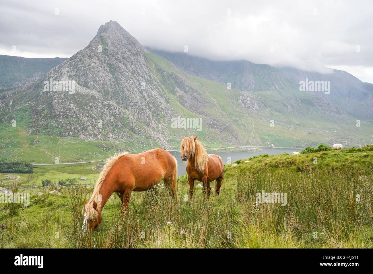 Wild Carneddau ponies roaming freely over rocky mountain terrain in ...