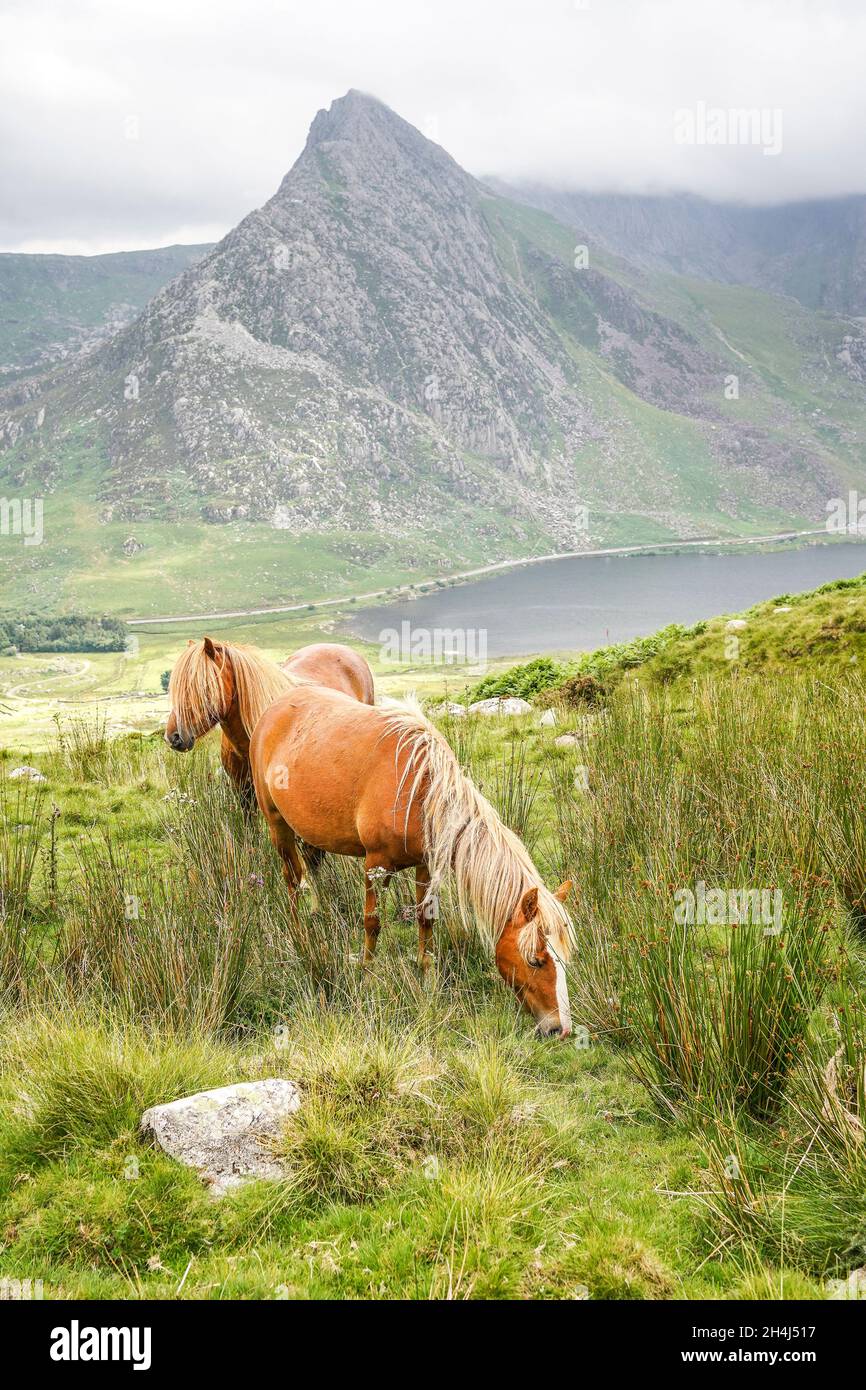 Wild Carneddau pony roaming freely over rocky terrain in Snowdonia ...