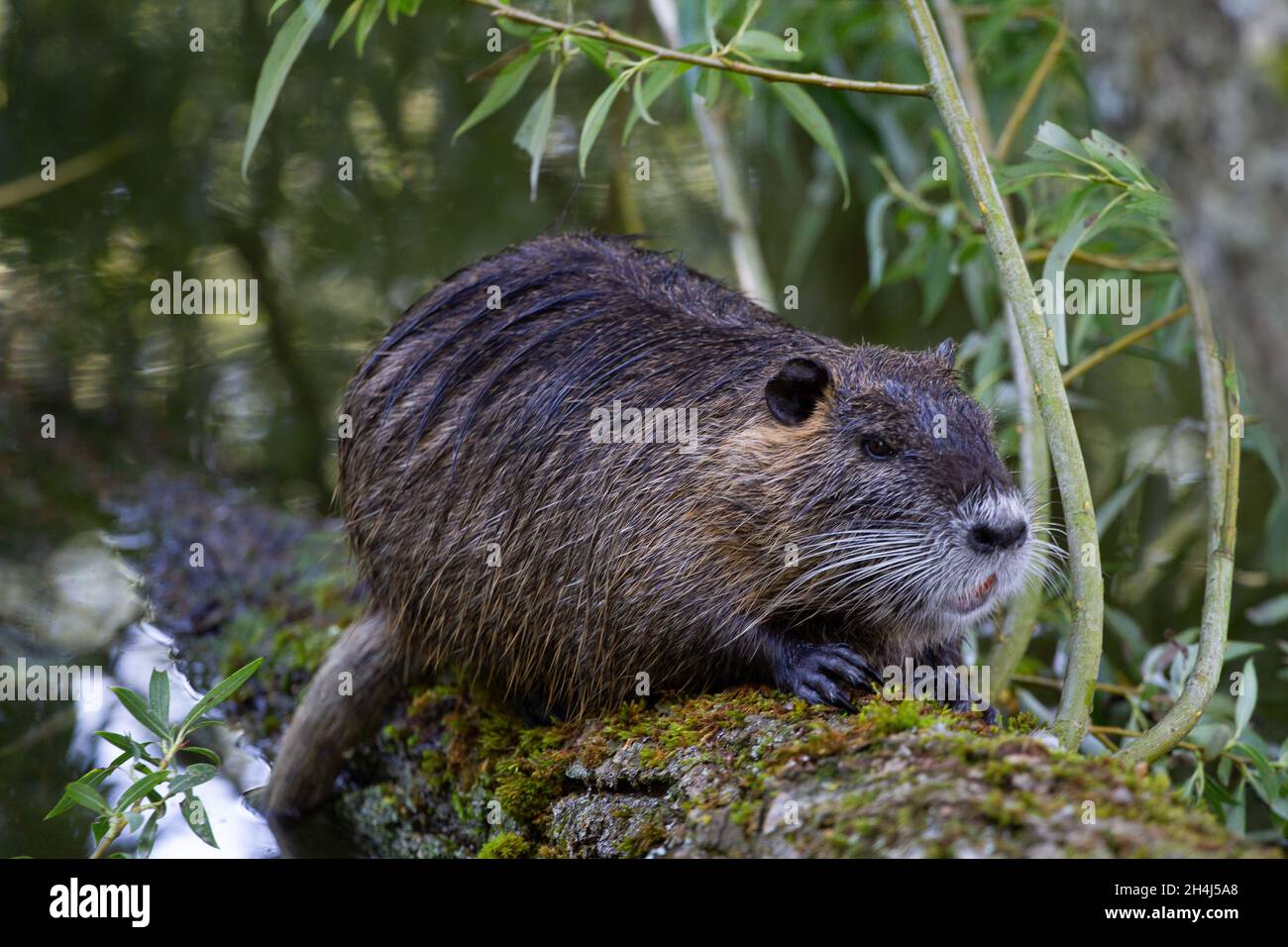 nutria on a log in the bushes with blurred background Stock Photo - Alamy