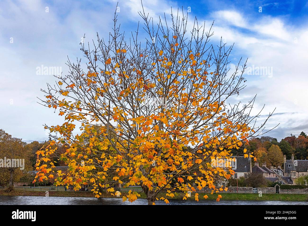 INVERNESS SCOTLAND RIVER NESS WITH AUTUMN TREE AND COLOURFUL RED AND ...