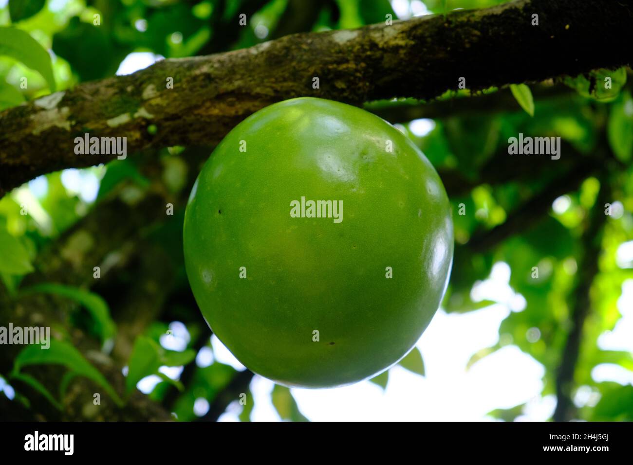 Costa Rica Tortuguero National Park - Parque Nacional Tortuguero ...