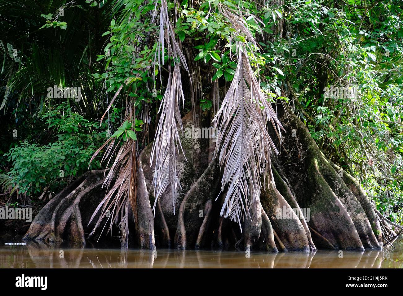 Rainforest buttress roots hi-res stock photography and images - Alamy