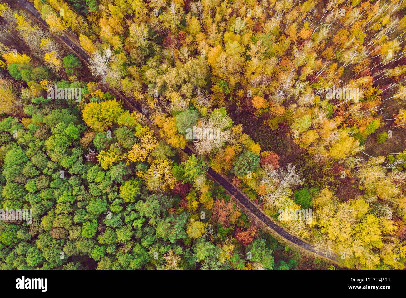 Autumn forest from above Stock Photo - Alamy