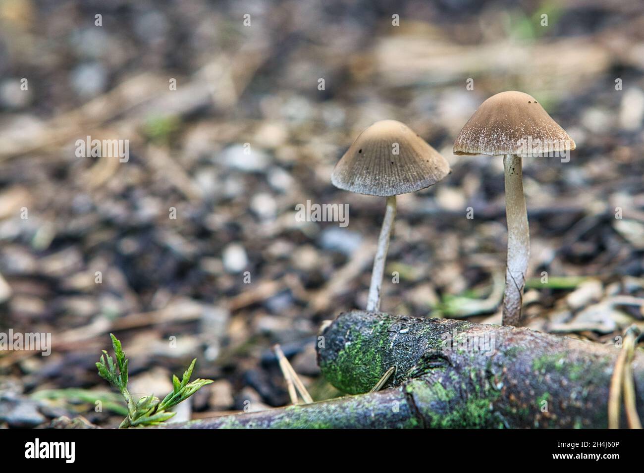 Exposed bra hi-res stock photography and images - Alamy