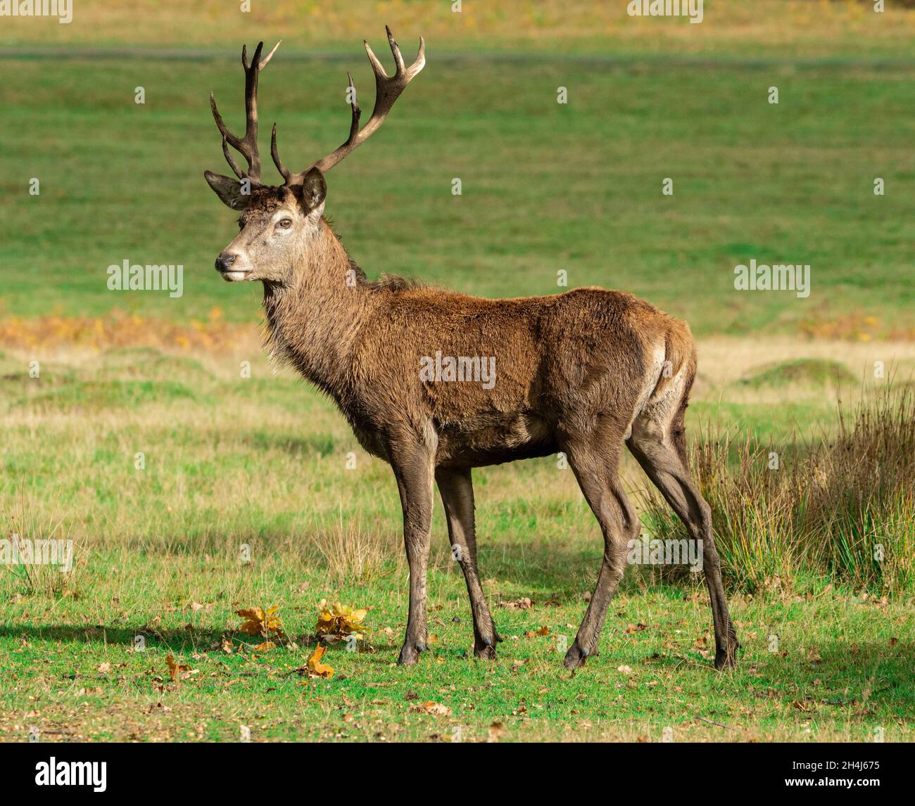 Deer in leicestershire hi-res stock photography and images - Alamy