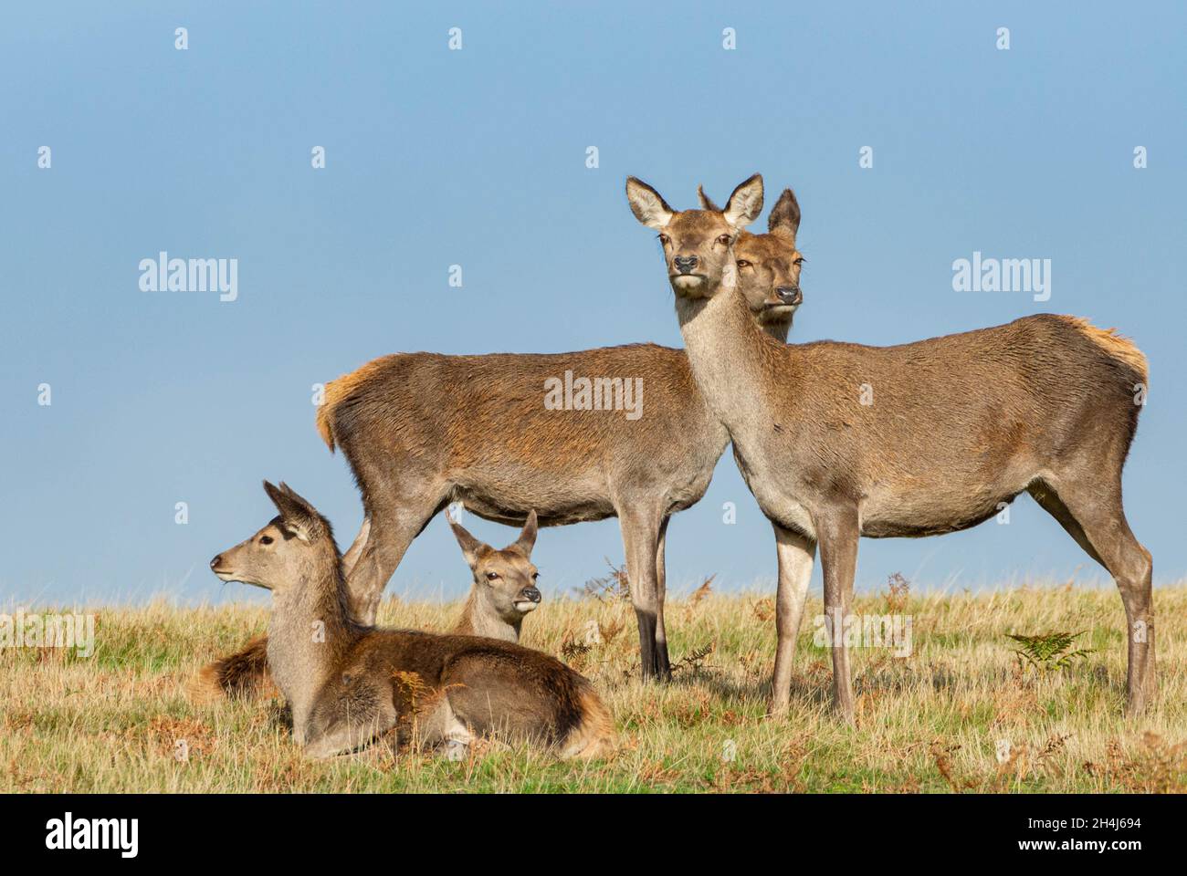 Wildlife photography of female red deer hi-res stock photography and ...