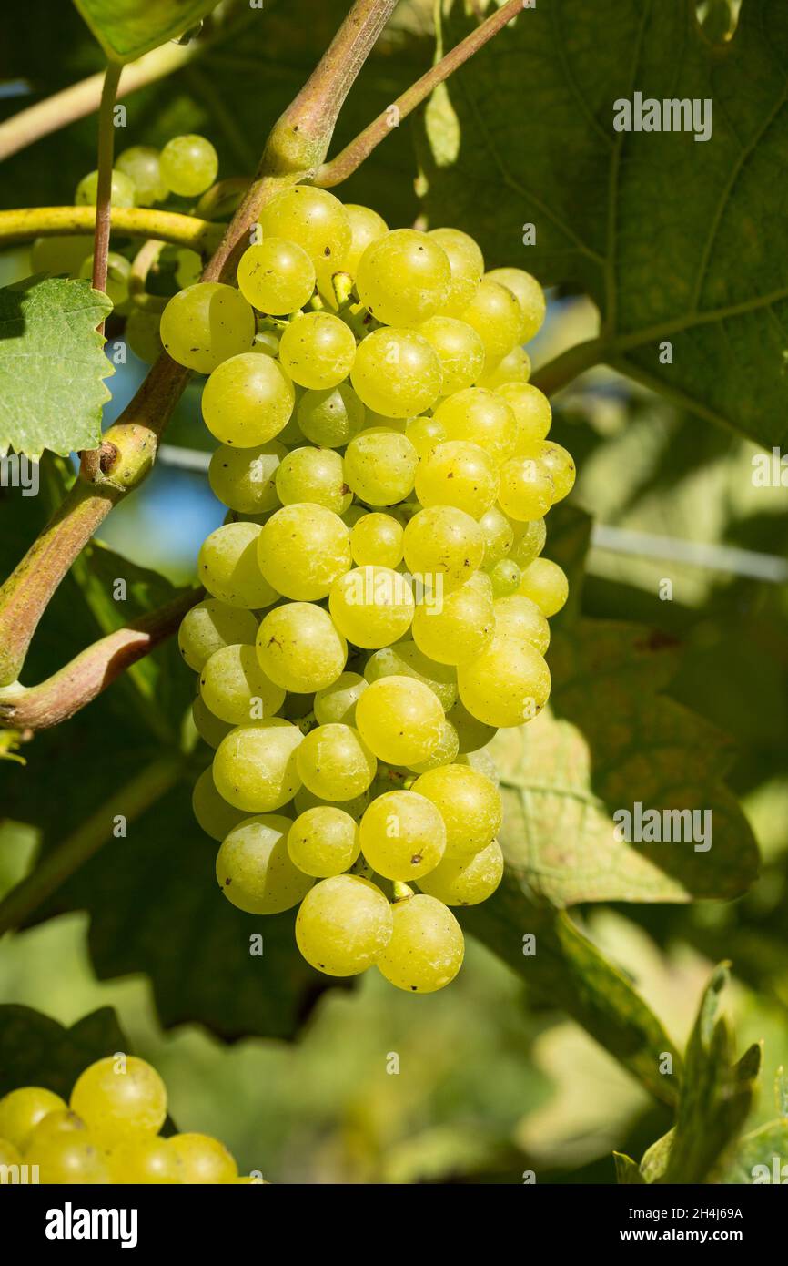 Harvest of the Reichensteiner variety of grape begins at Biddenden ...