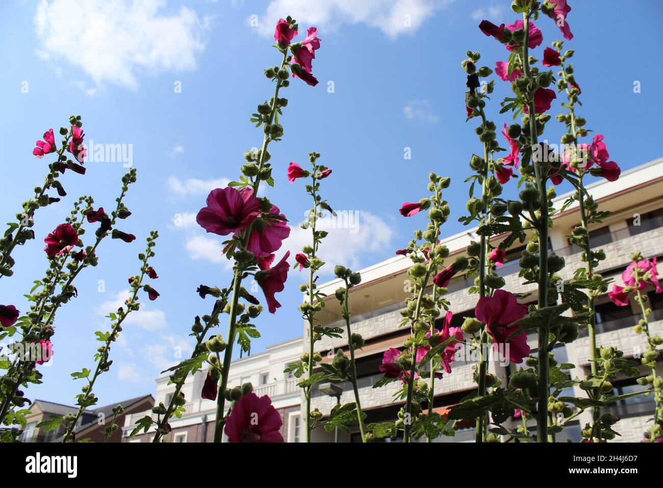 Stadtbepflanzung hi-res stock photography and images - Alamy