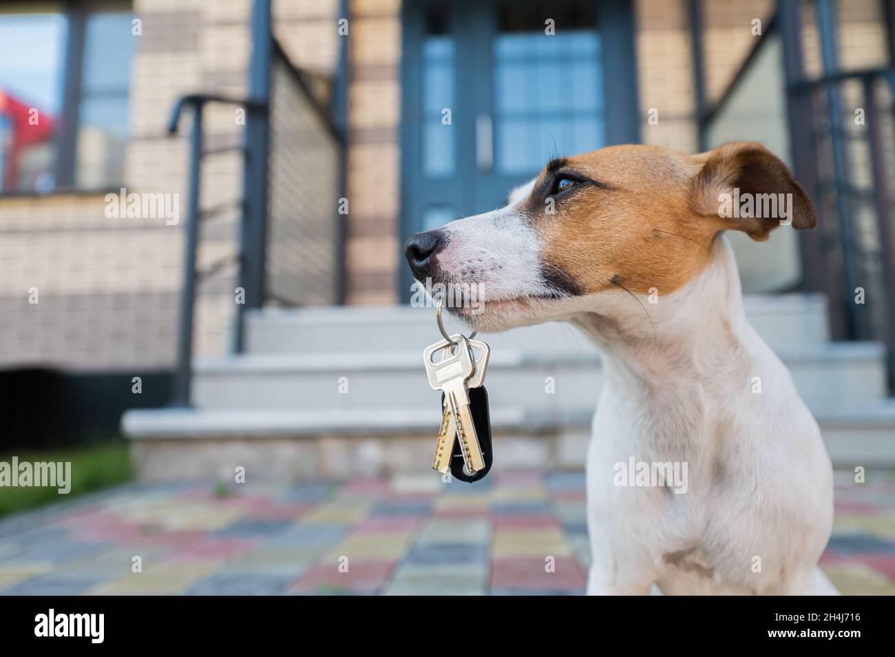 Dog keys mouth hi-res stock photography and images - Alamy