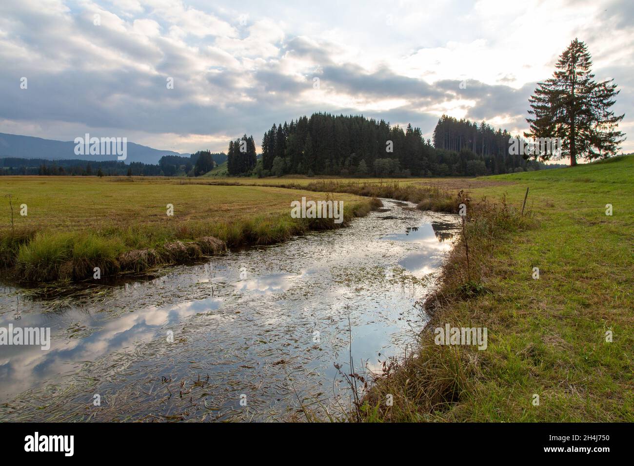 Bog landscape in autumn in the grass landscape with a forest and a ...