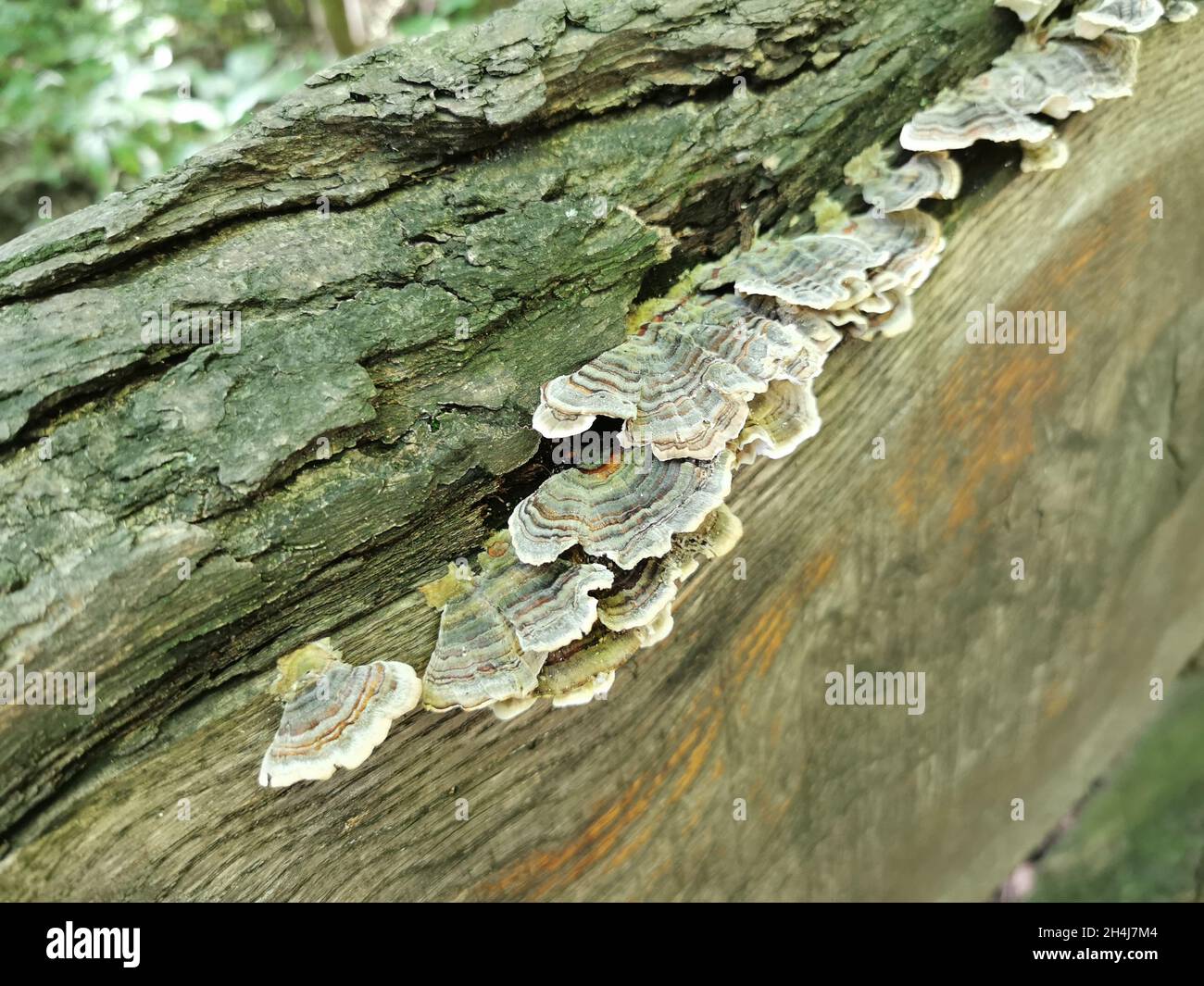 Closeup of the Polypore on the wood Stock Photo - Alamy