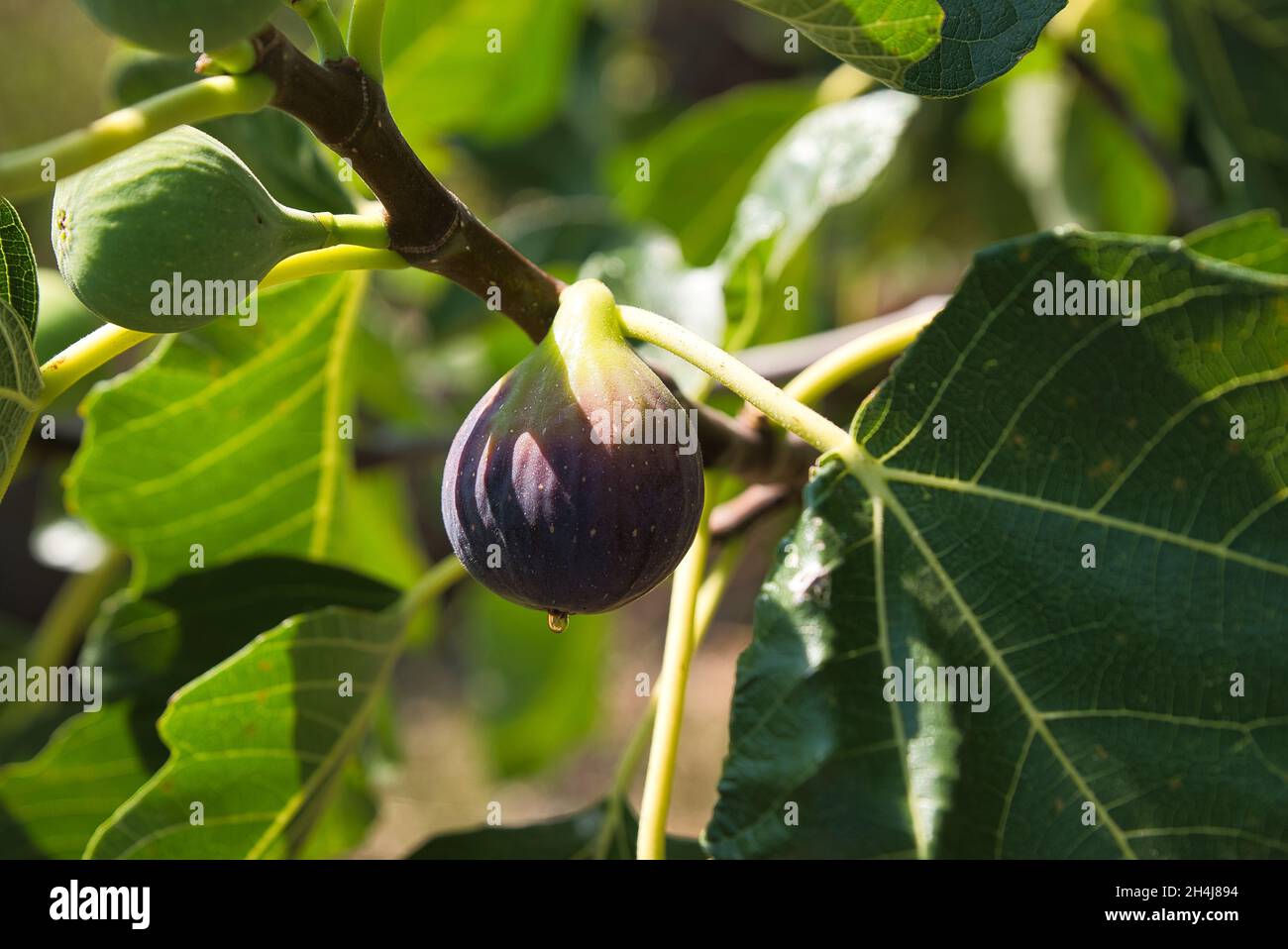 Autumn harvest of ripe figs on a branch on a sunny day Stock Photo - Alamy