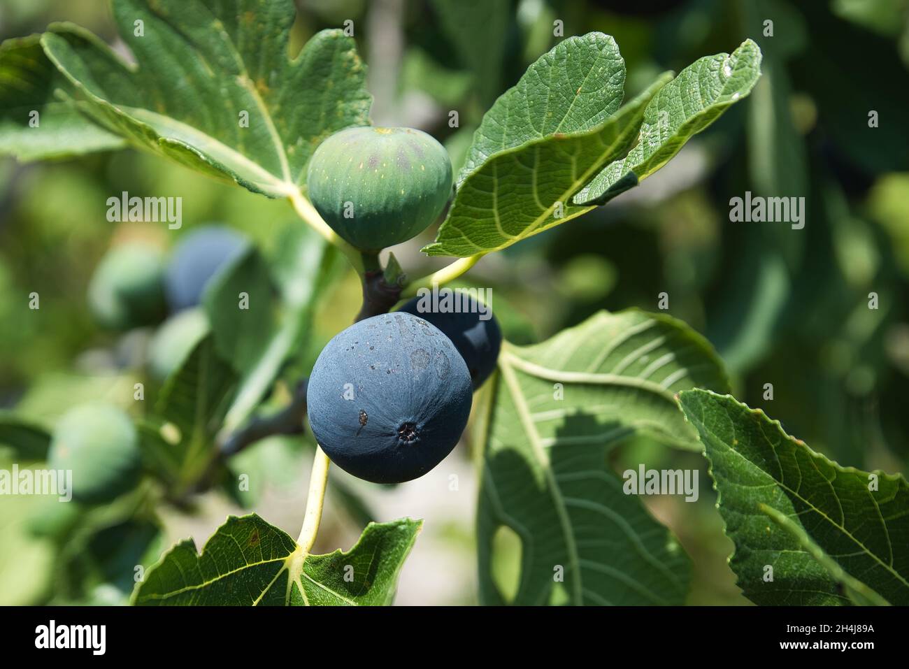 Autumn harvest of ripe figs on a branch on a sunny day Stock Photo - Alamy