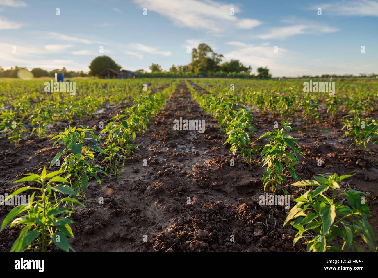 growing peppers in the farm field. agriculture Stock Photo - Alamy