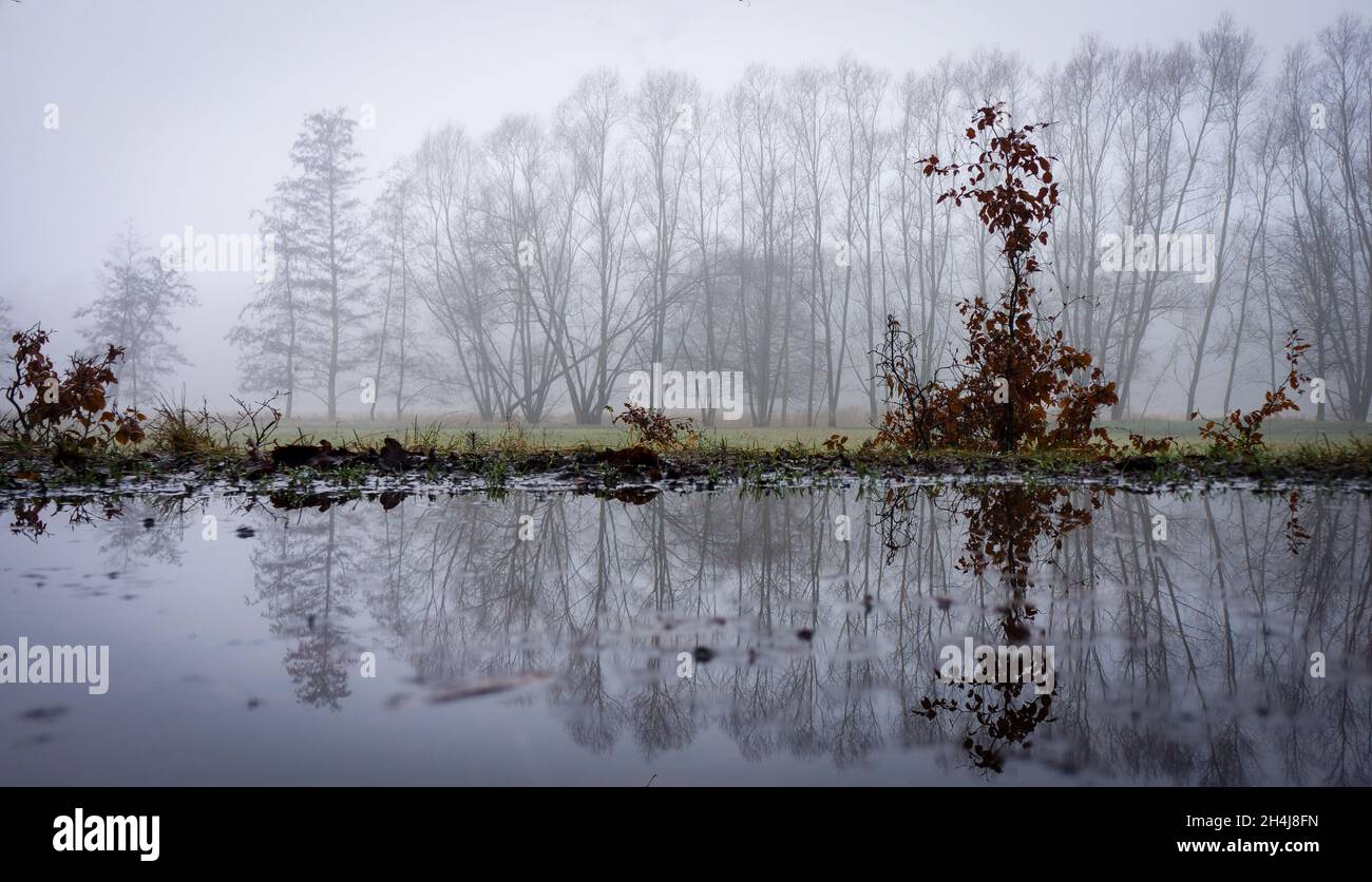 Row of trees in the haze in winter reflected in a puddle Stock Photo ...