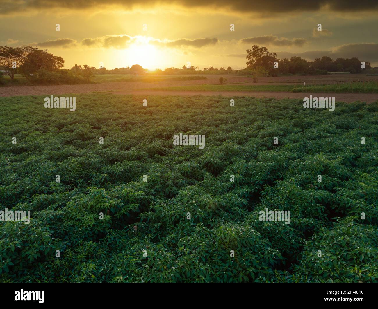 Aerial view of growing peppers in the farm field. agriculture Stock ...
