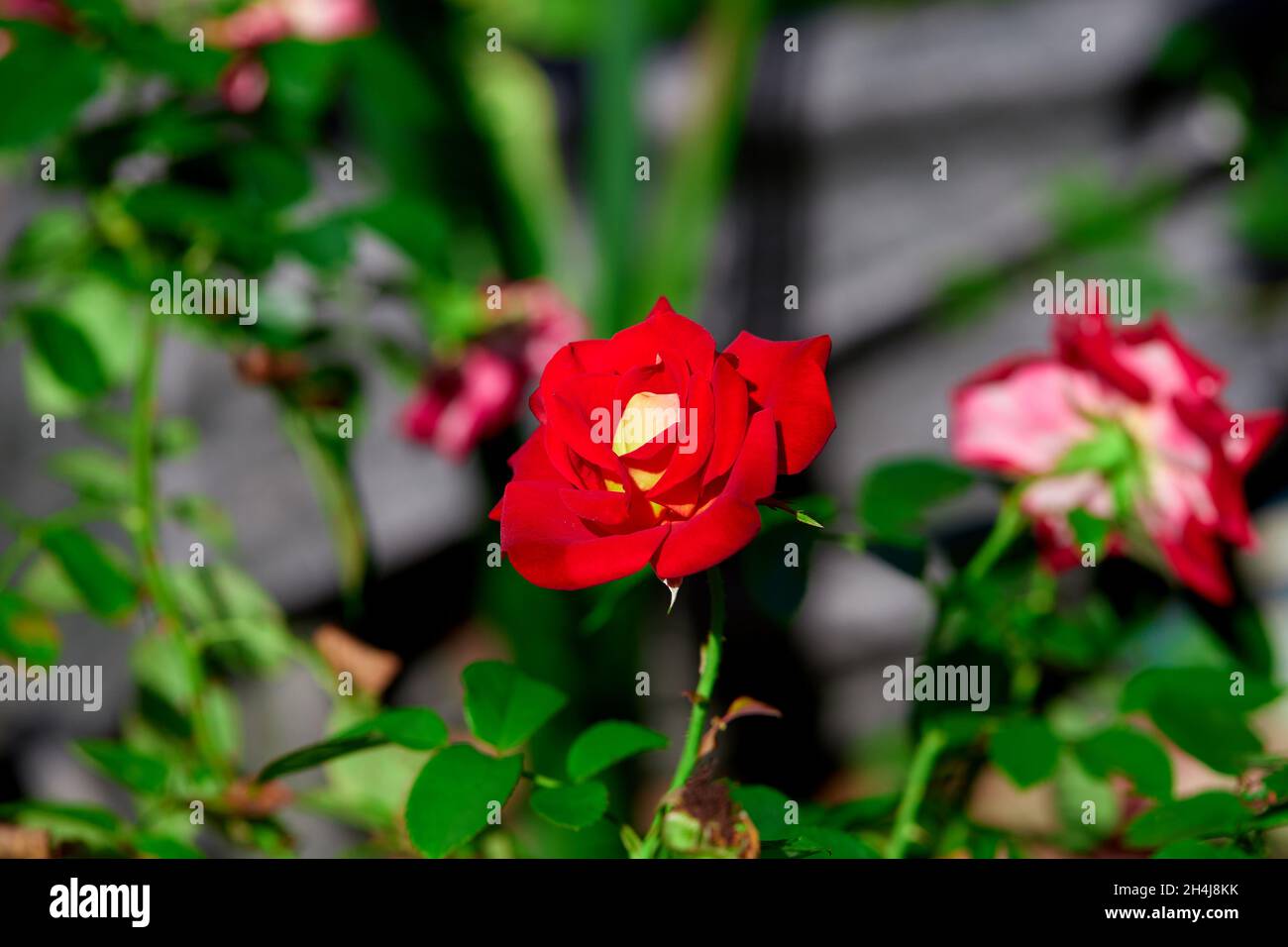 Closeup fresh red rose in hi-res stock photography and images - Alamy