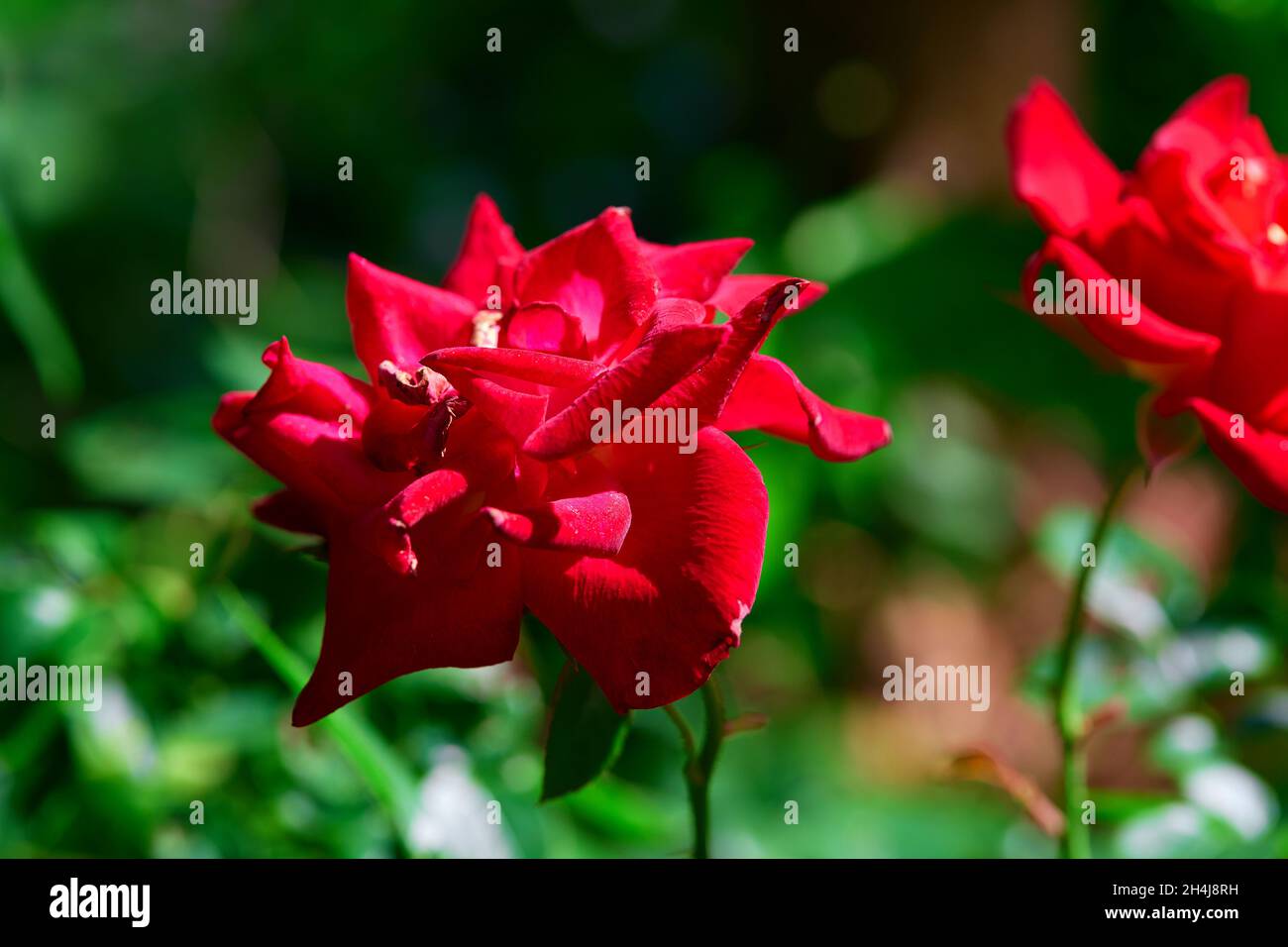 Fresh red rose blooming in garden Stock Photo - Alamy